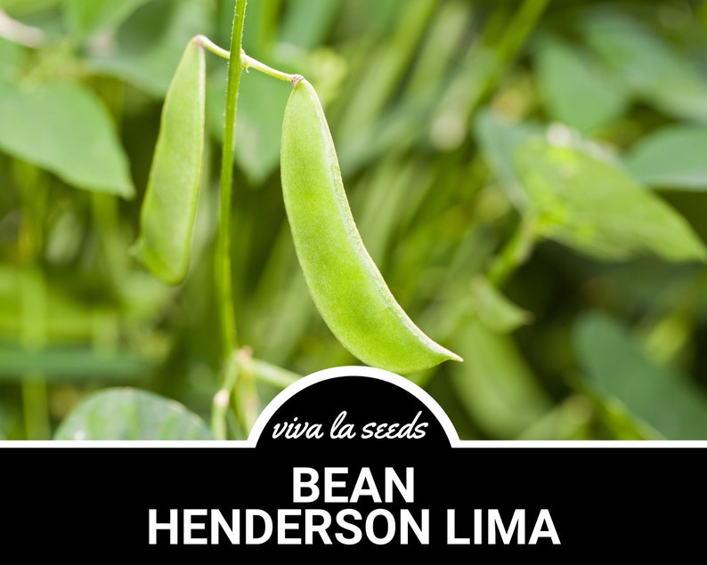 Bean, Lima Henderson | 15 Seeds | Butter Bean | Heirloom Vegetable ...