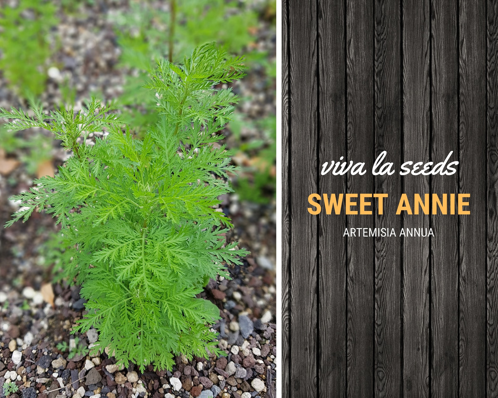 Sweet Annie 50 Seeds Medicinal Herb Non GMO Artemisia - Etsy