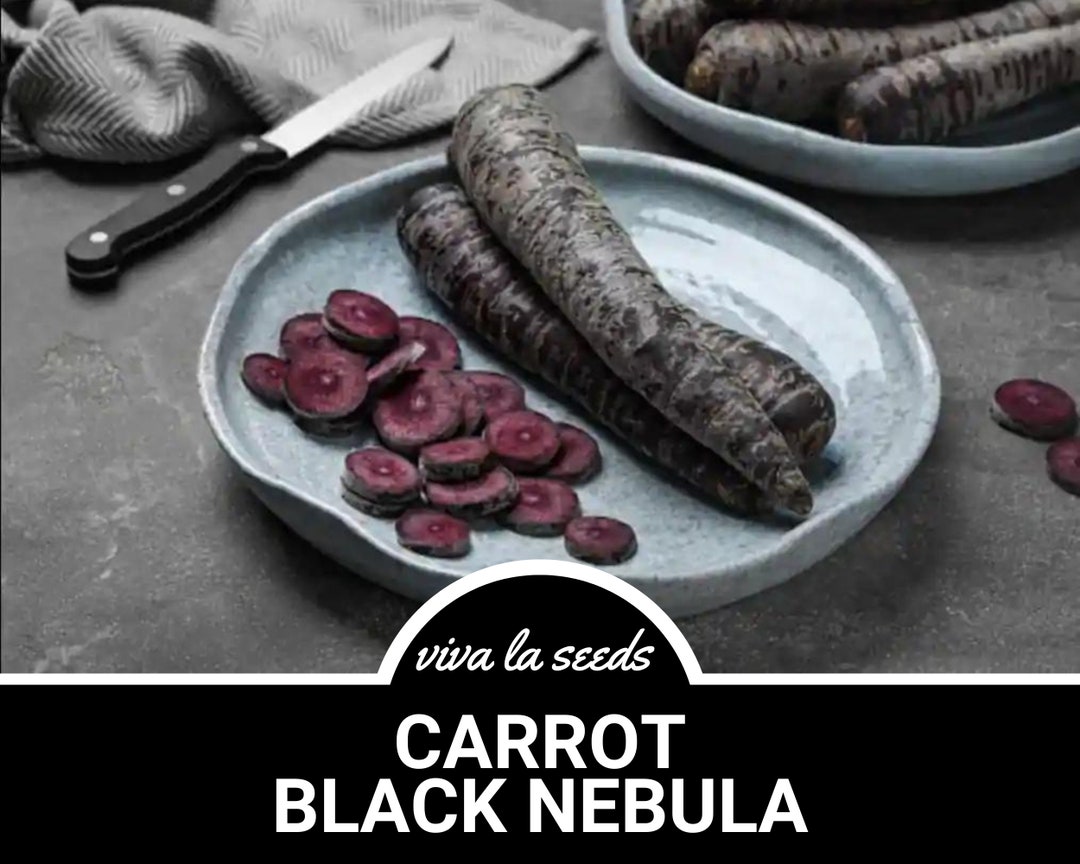 Carrot, Black Nebula | 250 Seeds | Heirloom Vegetable | Culinary ...