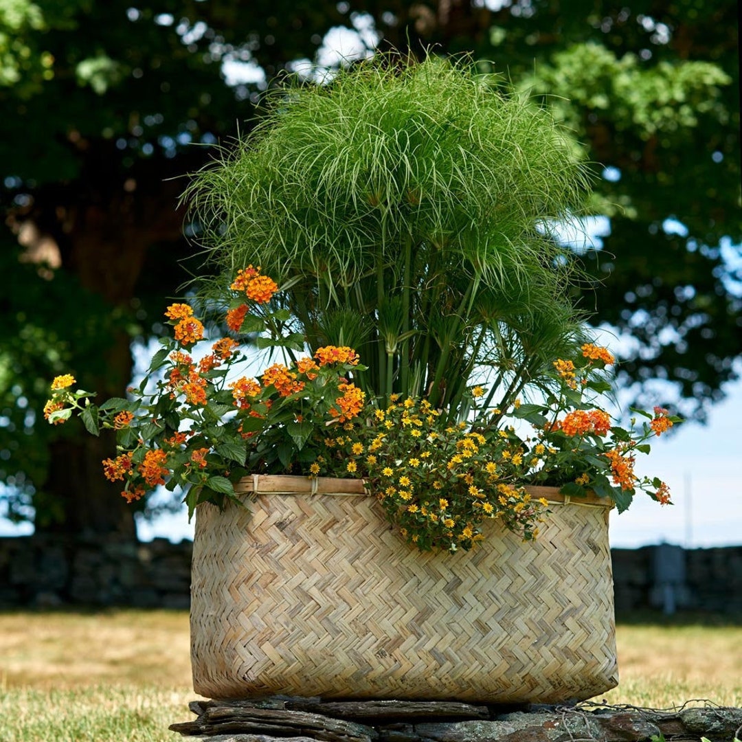 Large Bamboo Planter Box / Indoor & Outdoor Plant Basket/ Rectangle ...
