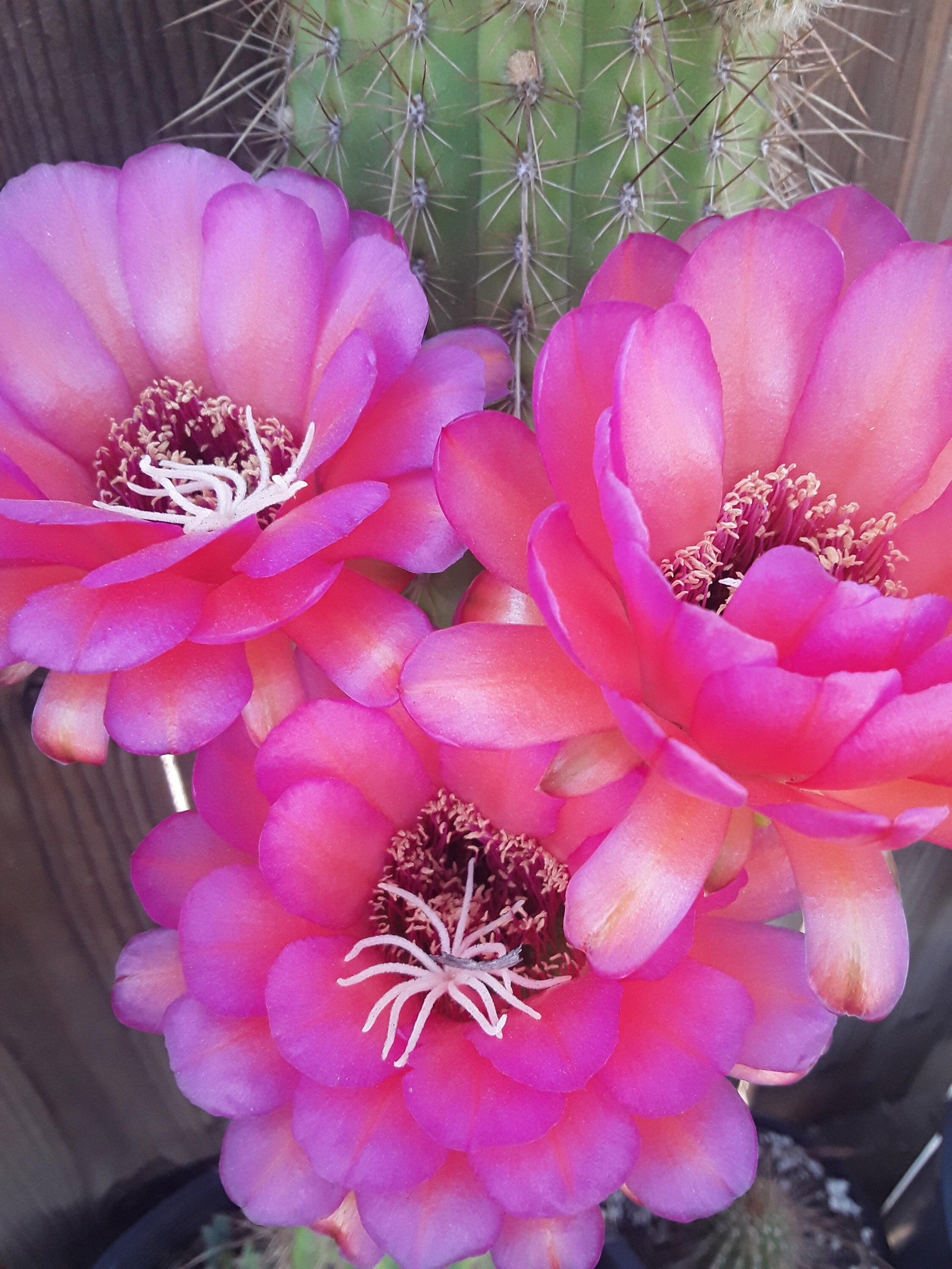 Echinopsis / Trichocereus / Torch Cactus Hybrid "glorious" Flower ...