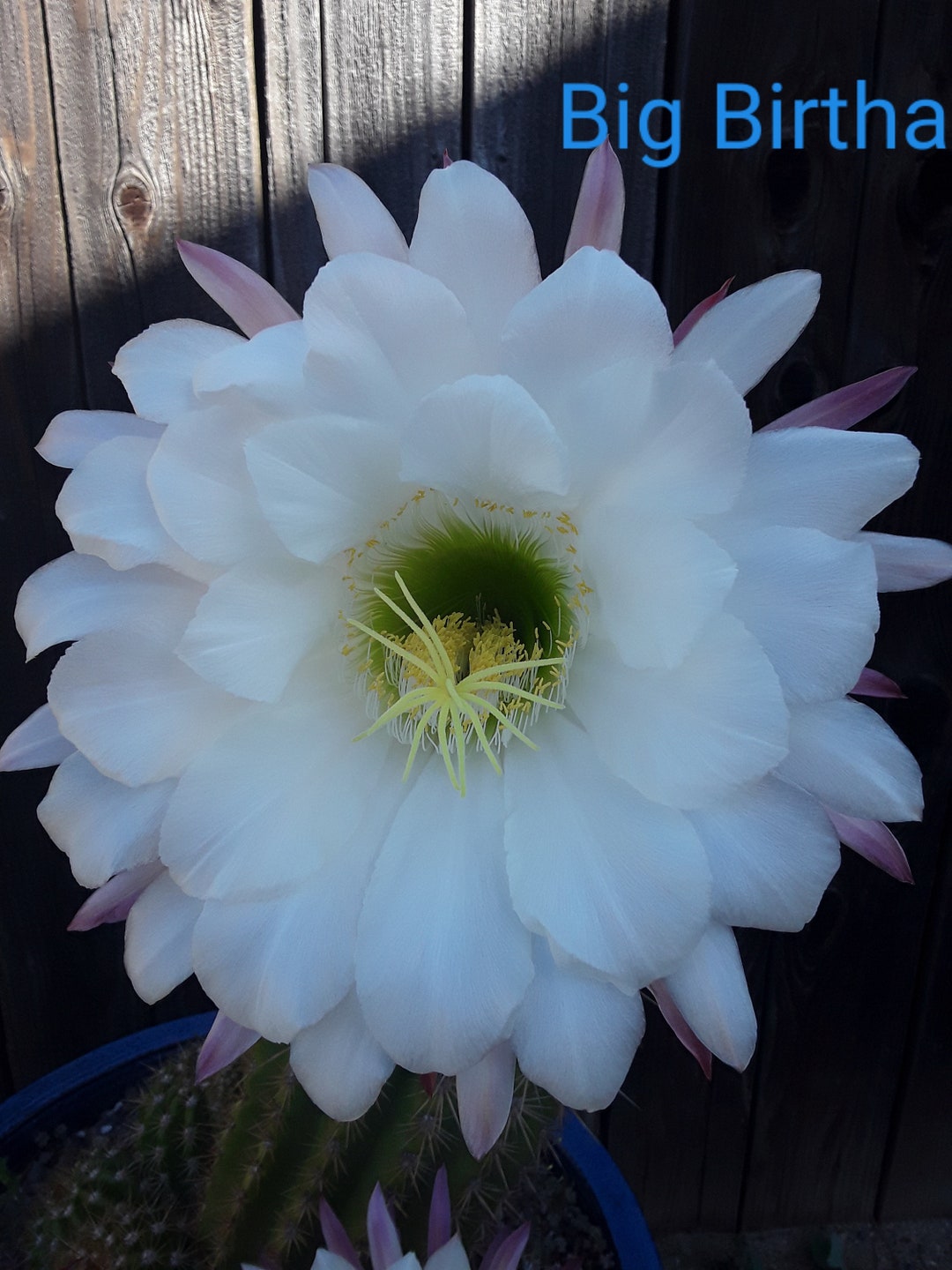 Echinopsis Hybrid Cactus "big Birtha" 3-5 Inch Rooted Cutting - Etsy