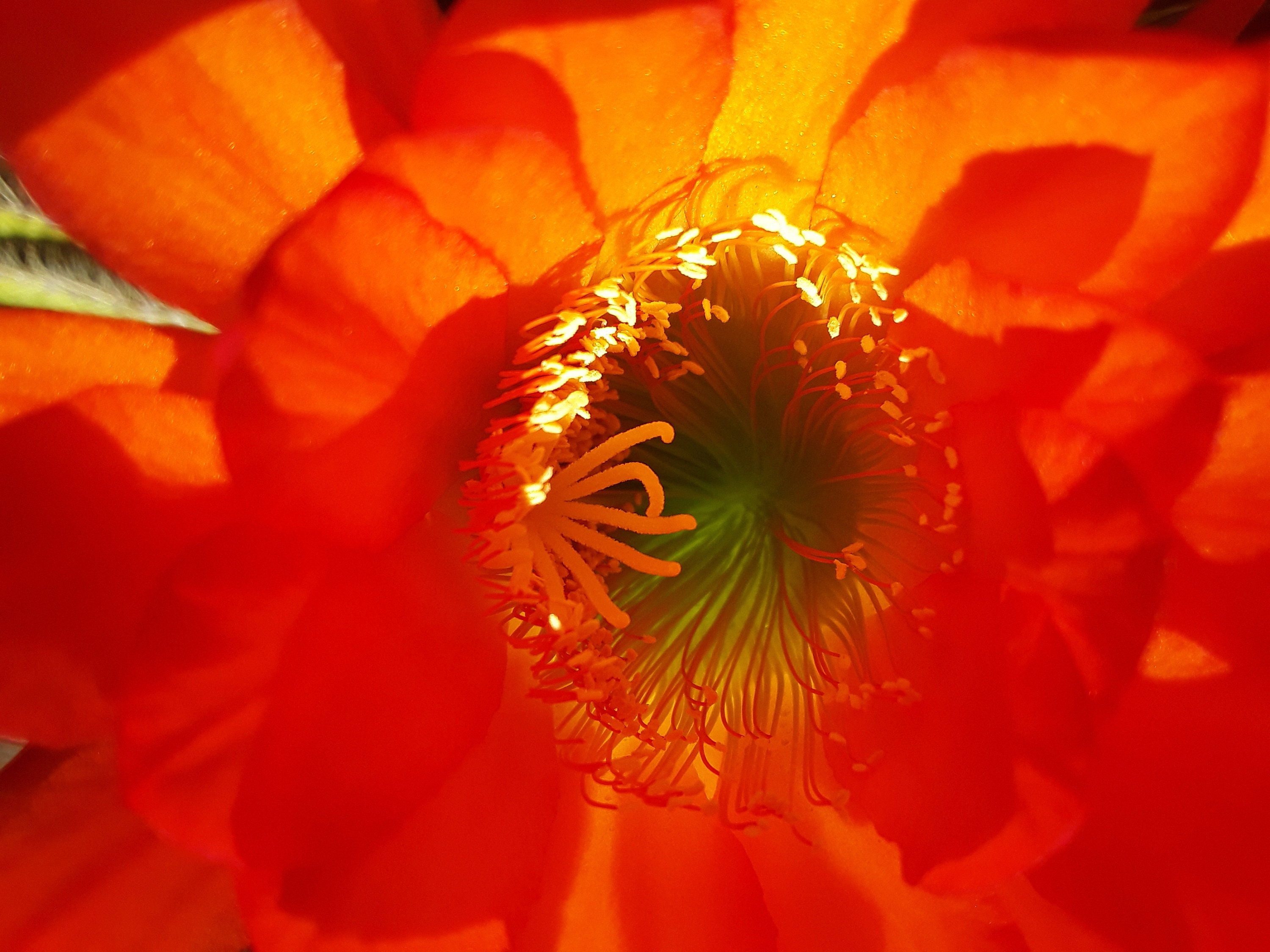 Echinopsis / Trichocereus / Torch Cactus Hybrid "arizona Sunset" Flower ...