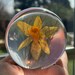 Botanical Daffodil Large Paperweight Made With Real Daffodil - Etsy