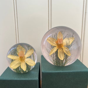 Botanical Daffodil Large Paperweight Made With Real Daffodil - Etsy