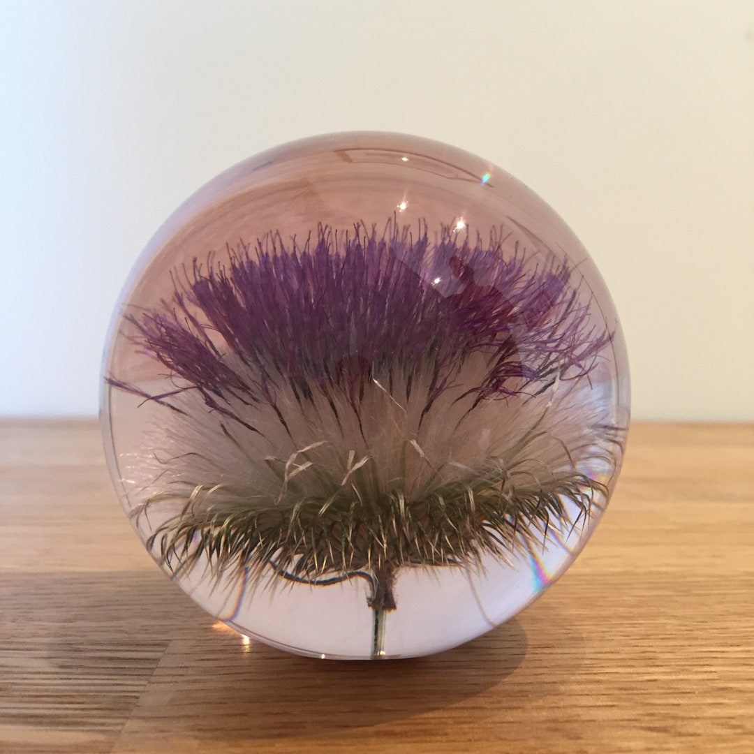 Botanical Thistle Large Paperweight Made With Real Thistle - Etsy