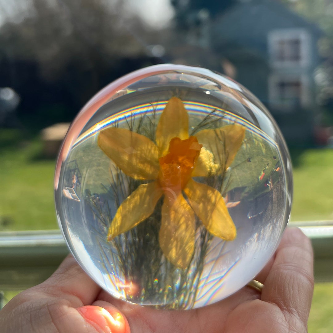 Botanical Daffodil Large Paperweight Made With Real Daffodil - Etsy