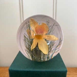 Botanical Daffodil Large Paperweight Made With Real Daffodil - Etsy