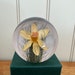 Botanical Daffodil Large Paperweight Made With Real Daffodil - Etsy