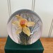 Botanical Daffodil Large Paperweight Made With Real Daffodil - Etsy