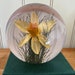 Botanical Daffodil Large Paperweight Made With Real Daffodil - Etsy