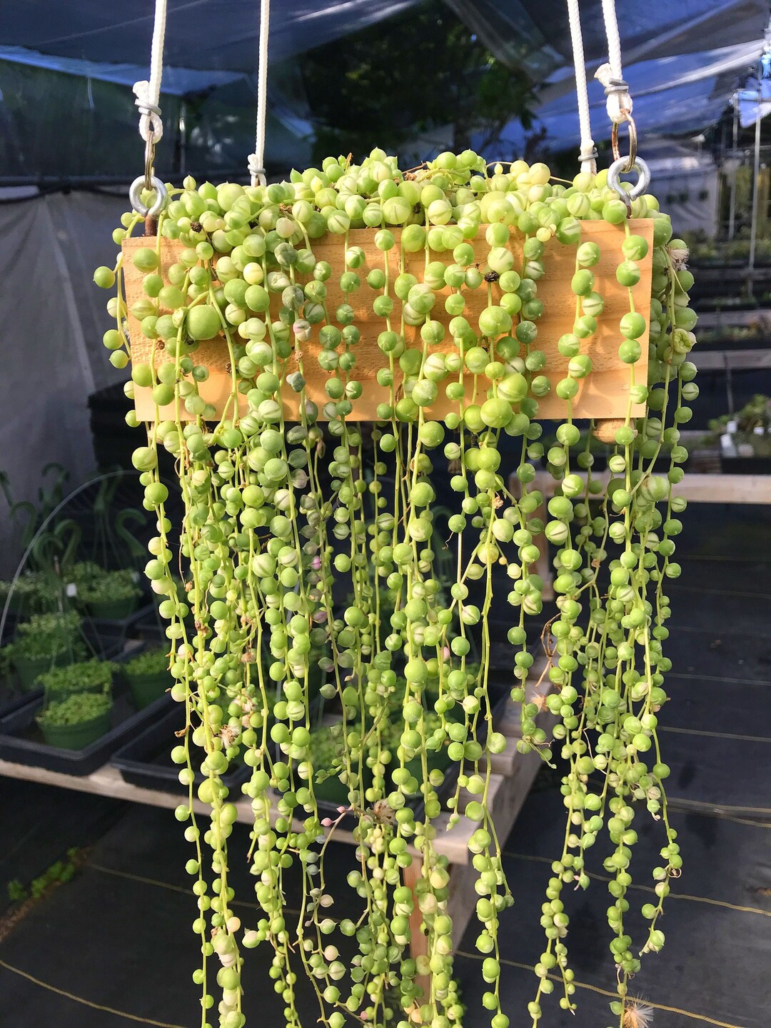 Variegated String of Pearls Cuttings - Etsy