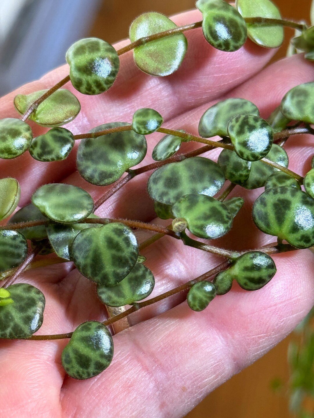 Special Sale Cuttings of String of Turtles Peperomia Prostrata - Etsy