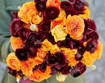 Ranunculus Tecolote Passion Collection 20 Corms - Etsy