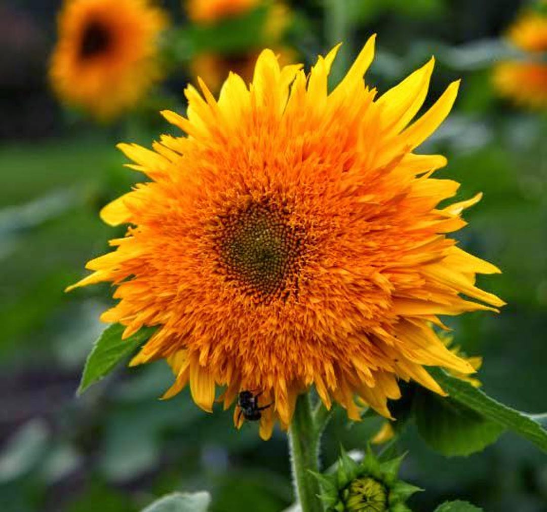 Double Quick Orange Sunflower Seeds – Pack of 25 | Vibrant and Unique ...