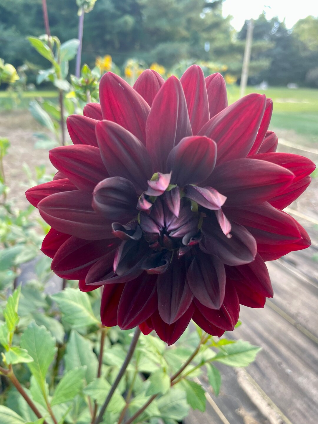 Sam Hopkins Dahlia Tuber PREORDER SHIPS SPRING 2025 - Etsy
