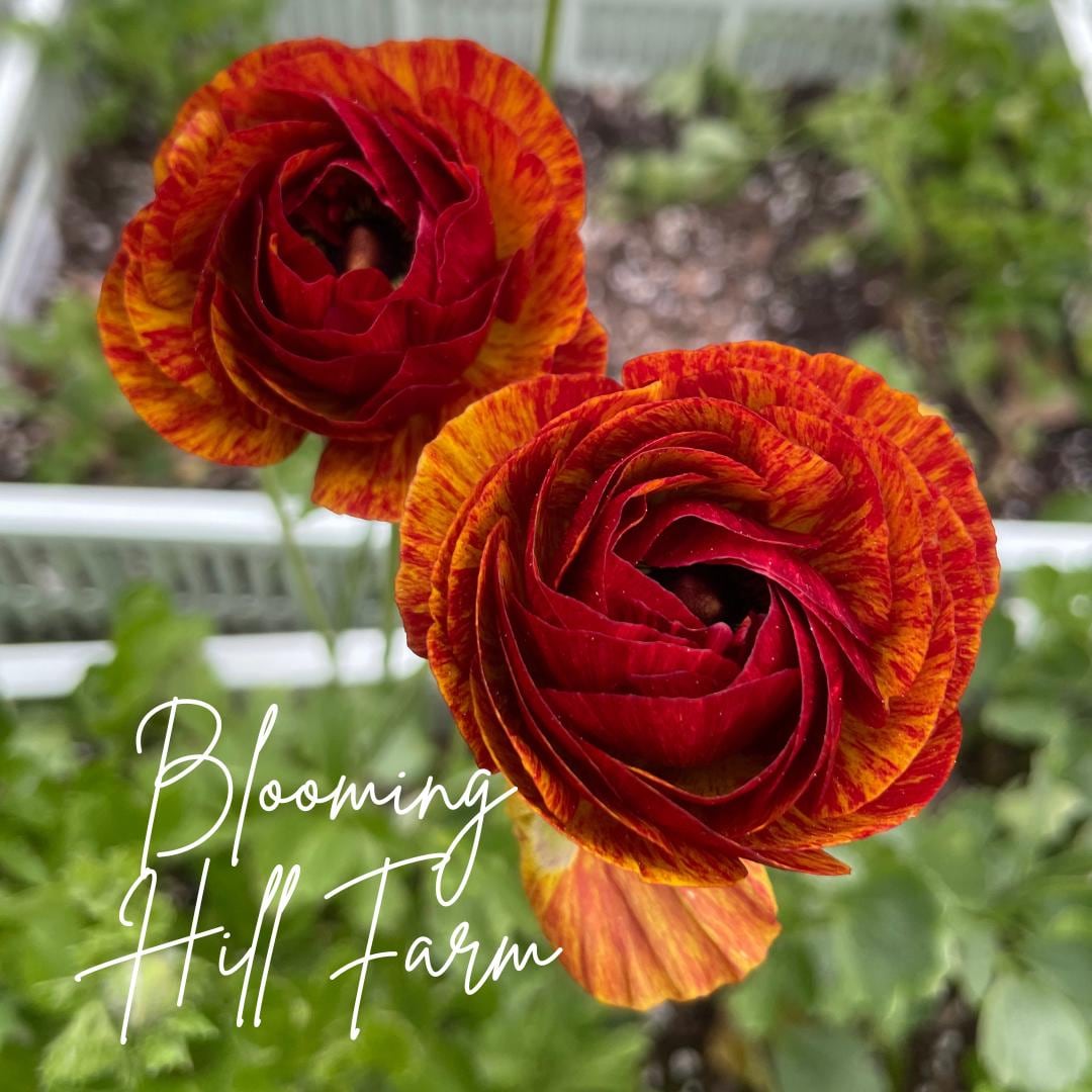 Ranunculus Tecolote Cafe - Etsy