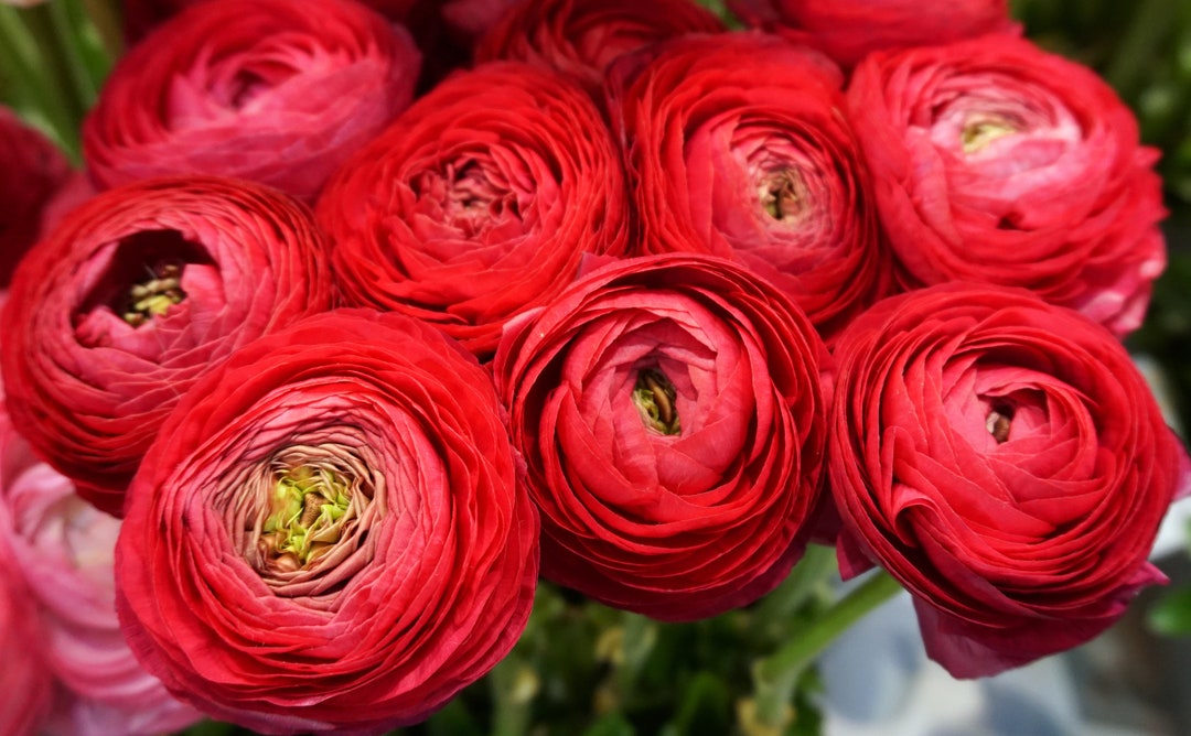 Ranunculus 'amandine Red' - Etsy