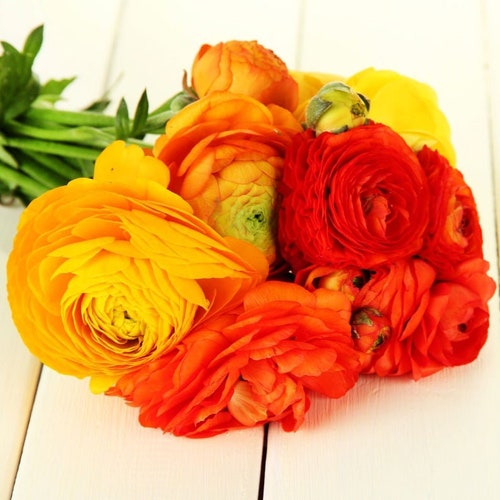 Ranunculus Tecolote Passion Collection 20 Corms - Etsy