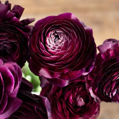 Ranunculus Tecolote Rose 10 Corms Vivid Pink Persian - Etsy