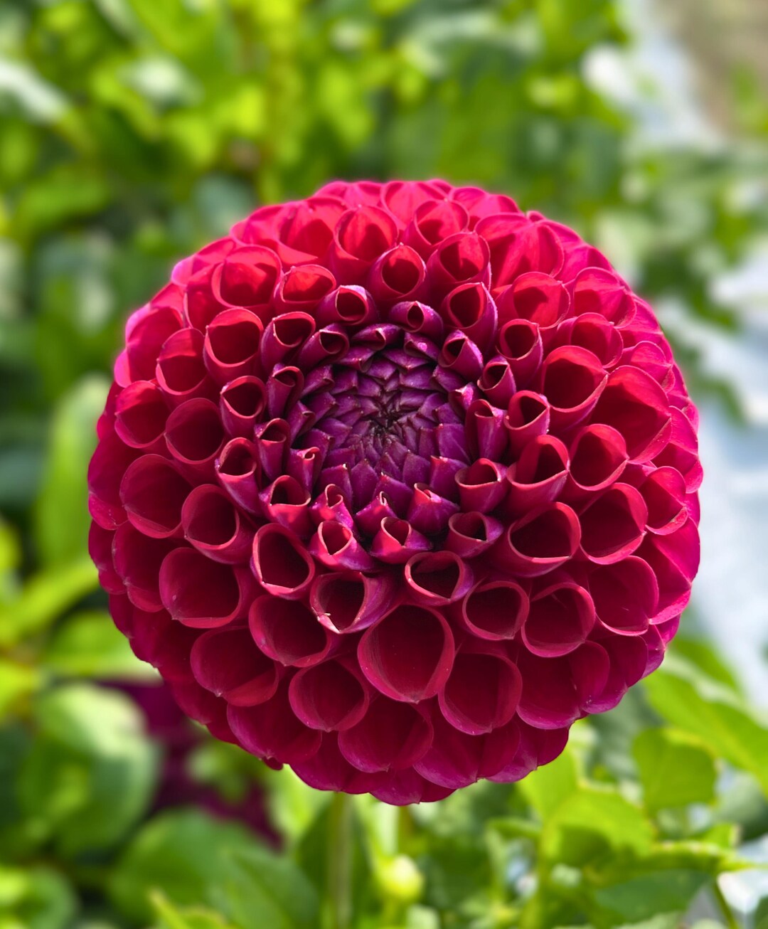 Ivanetti Dahlia Tuber *PREORDER SHIPS SPRING 2025* - Etsy