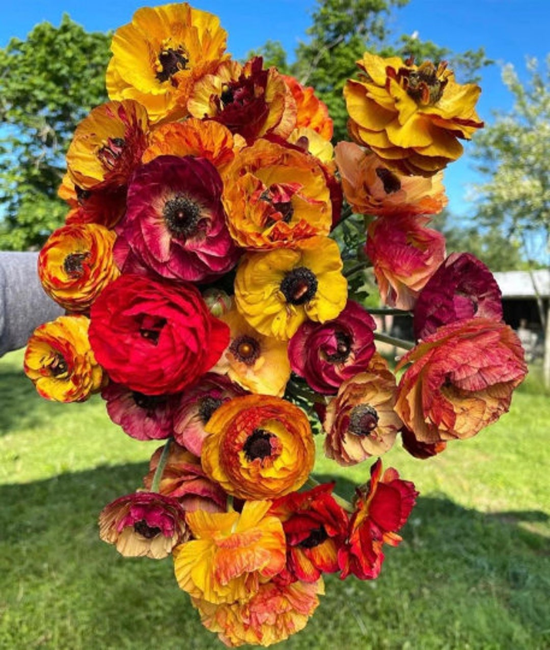 Ranunculus 'tecolote Cafe' - Etsy