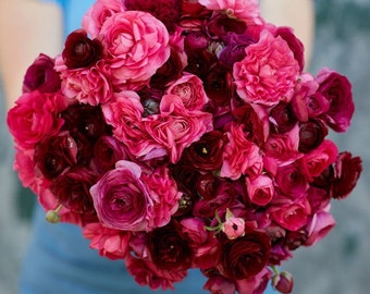 Ranunculus Tecolote Passion Collection 20 Corms - Etsy