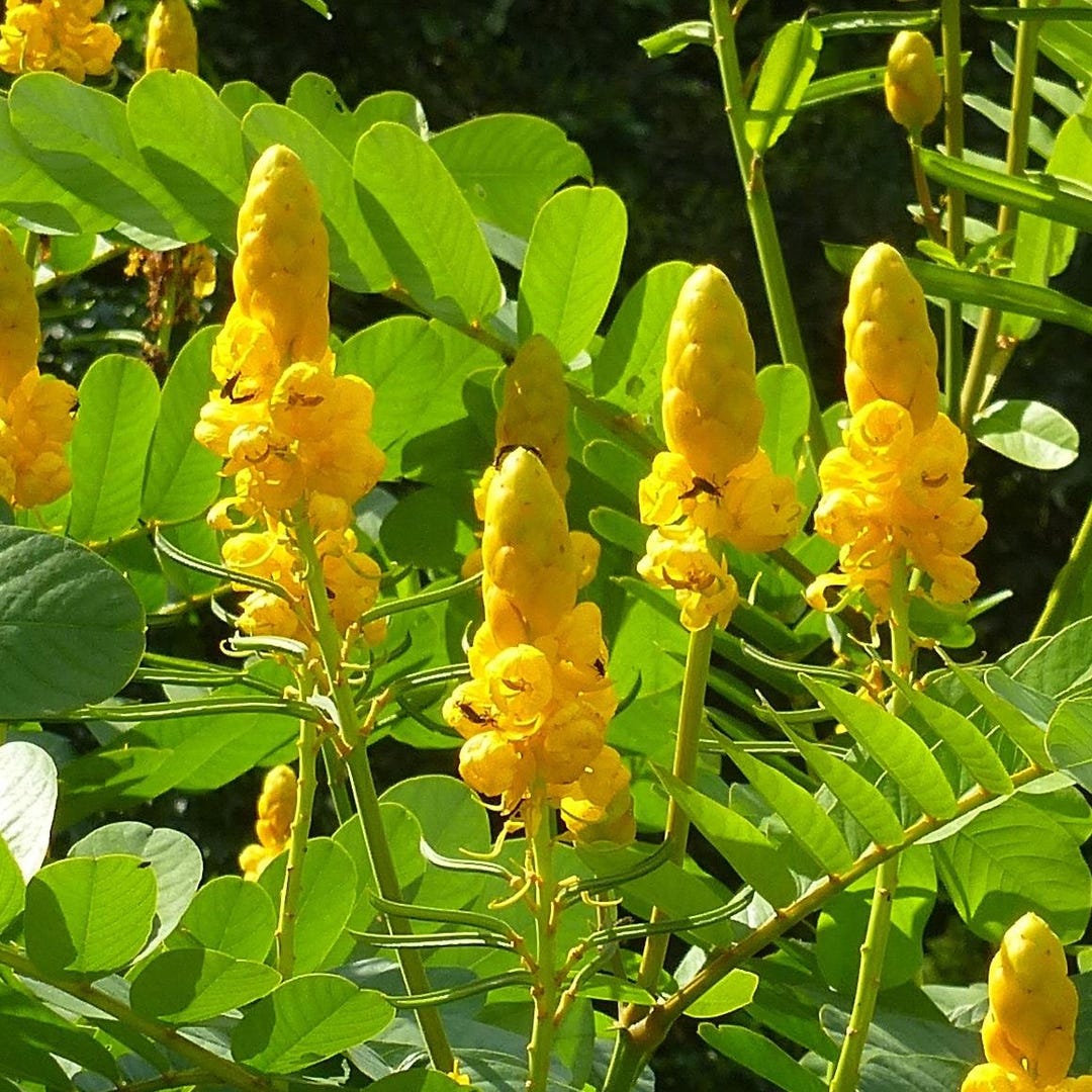EMPERORS CANDLESTICK Seeds Florida Grown Bush Cassia Alata Sulphur ...
