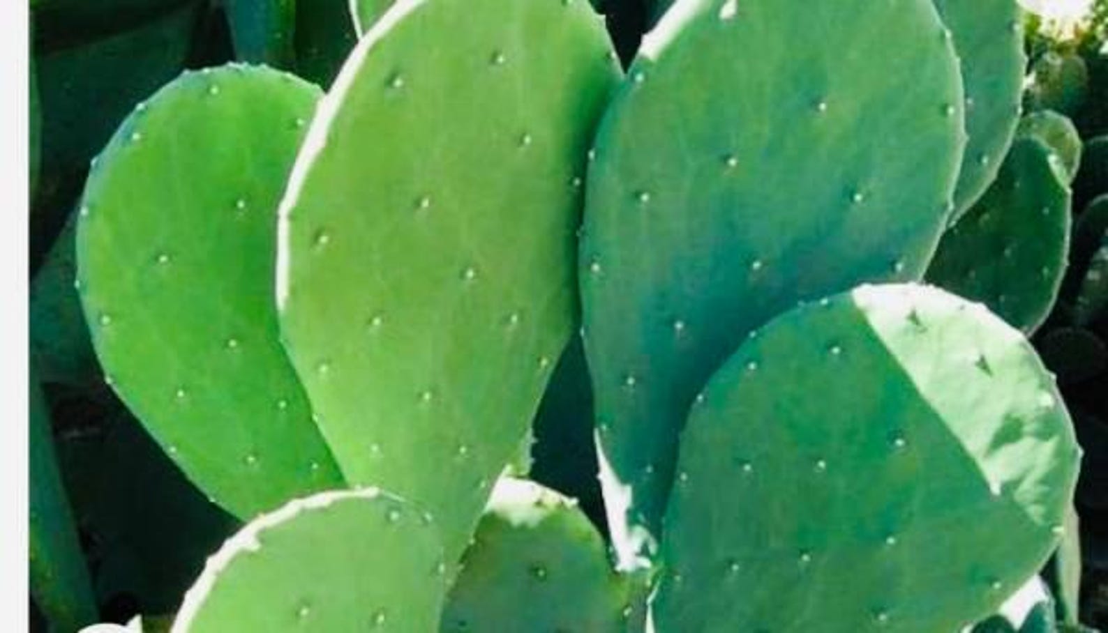 12-16'' Spineless PRICKLY PEAR Cactus Rooted Plant, Nopales, (opuntia ...