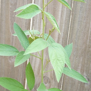 Dwarf PIGEON PEA Tree, Cajanus Cajan Plant 6-8” Organic Jamaican Gungo ...