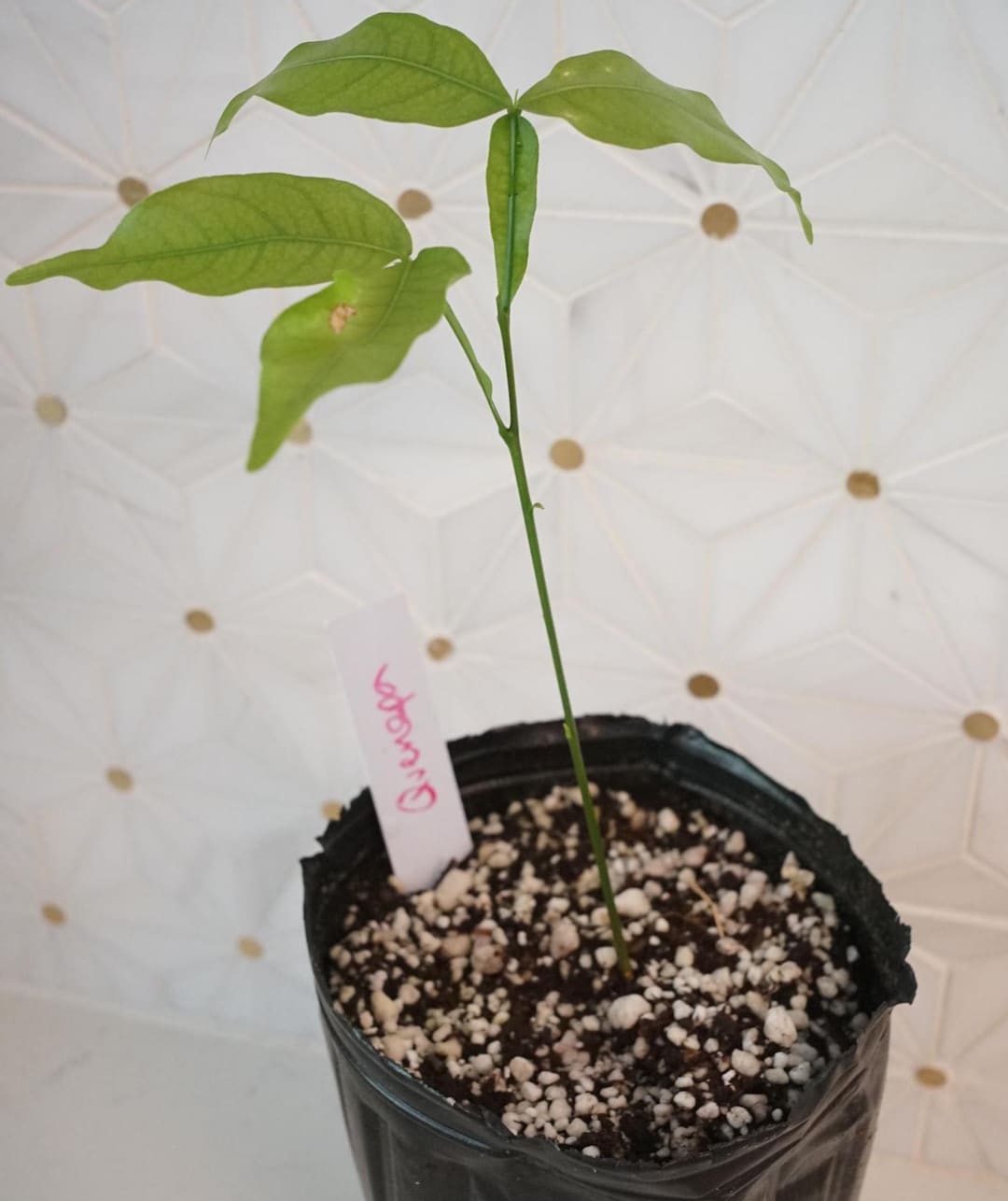 QUENEPA Spanish Lime Tree Genip Guinep Ginepa Limoncillo (melicoccus ...