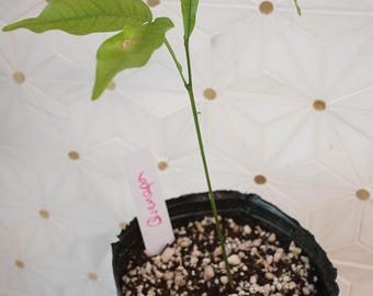 Spanish Lime Genip Guinep Ginepa Limoncillo Mamoncillo Fruit Seedling ...