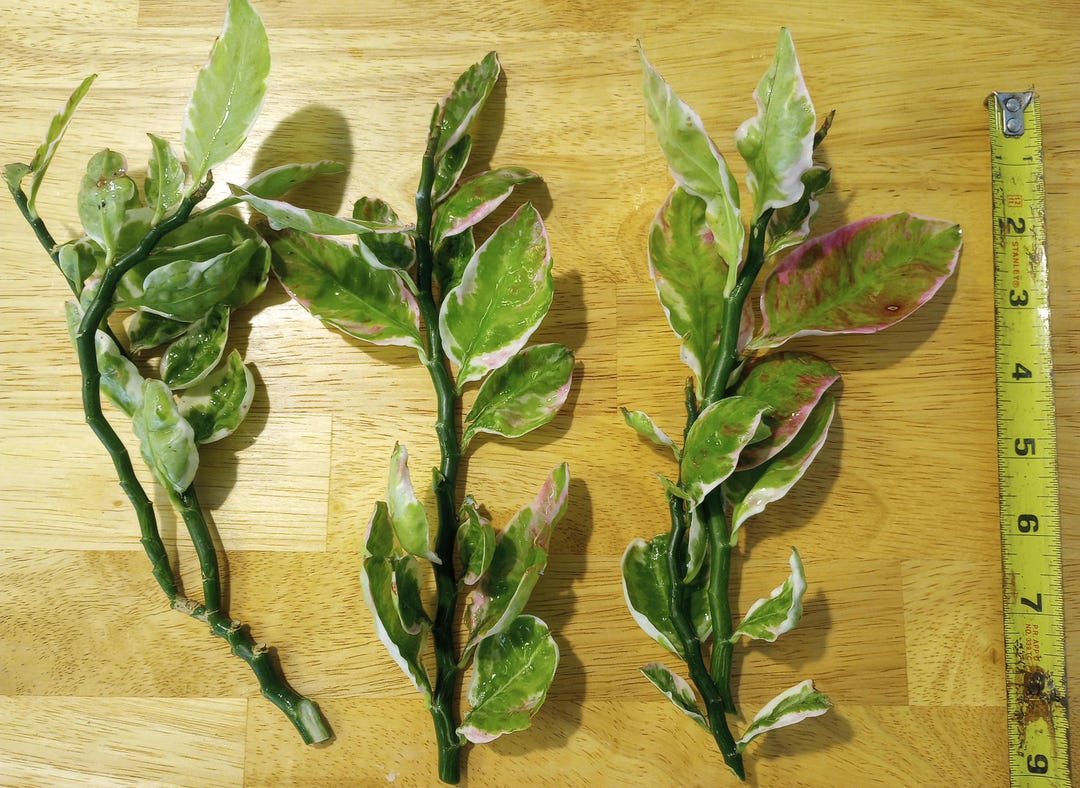 8-10'' Cuttings DEVIL'S BACKBONE, Japanese Poinsettia, Variegated ...