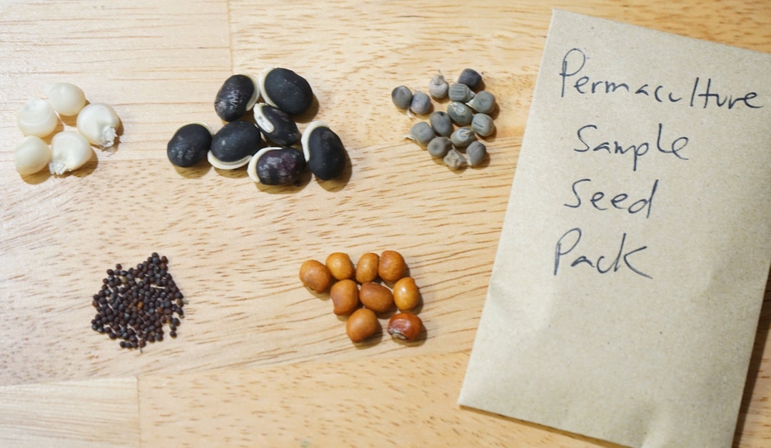 PERMACULTURE SEED Sample Pack 4 Heirloom Varieties: Pigeon Pea, Lablab ...