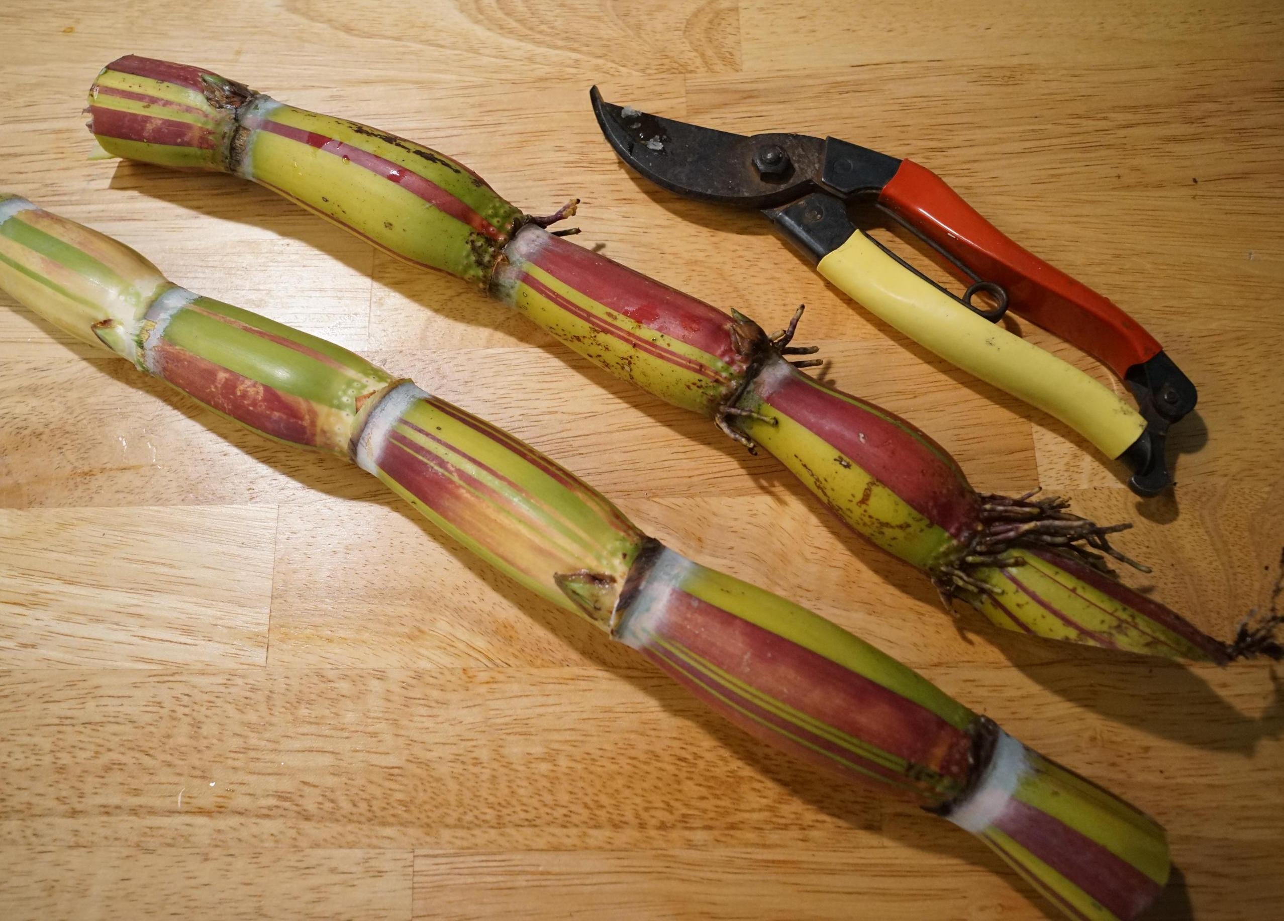 Hilo BUDDHA BELLY Rare Variegated Sugarcane Two Nodes Sugar Cane ...