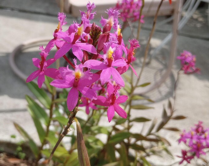 Rare Purple EPIDENDRUM RADICANS Reed Stem Orchid, Fire Orchid, Poor Man ...