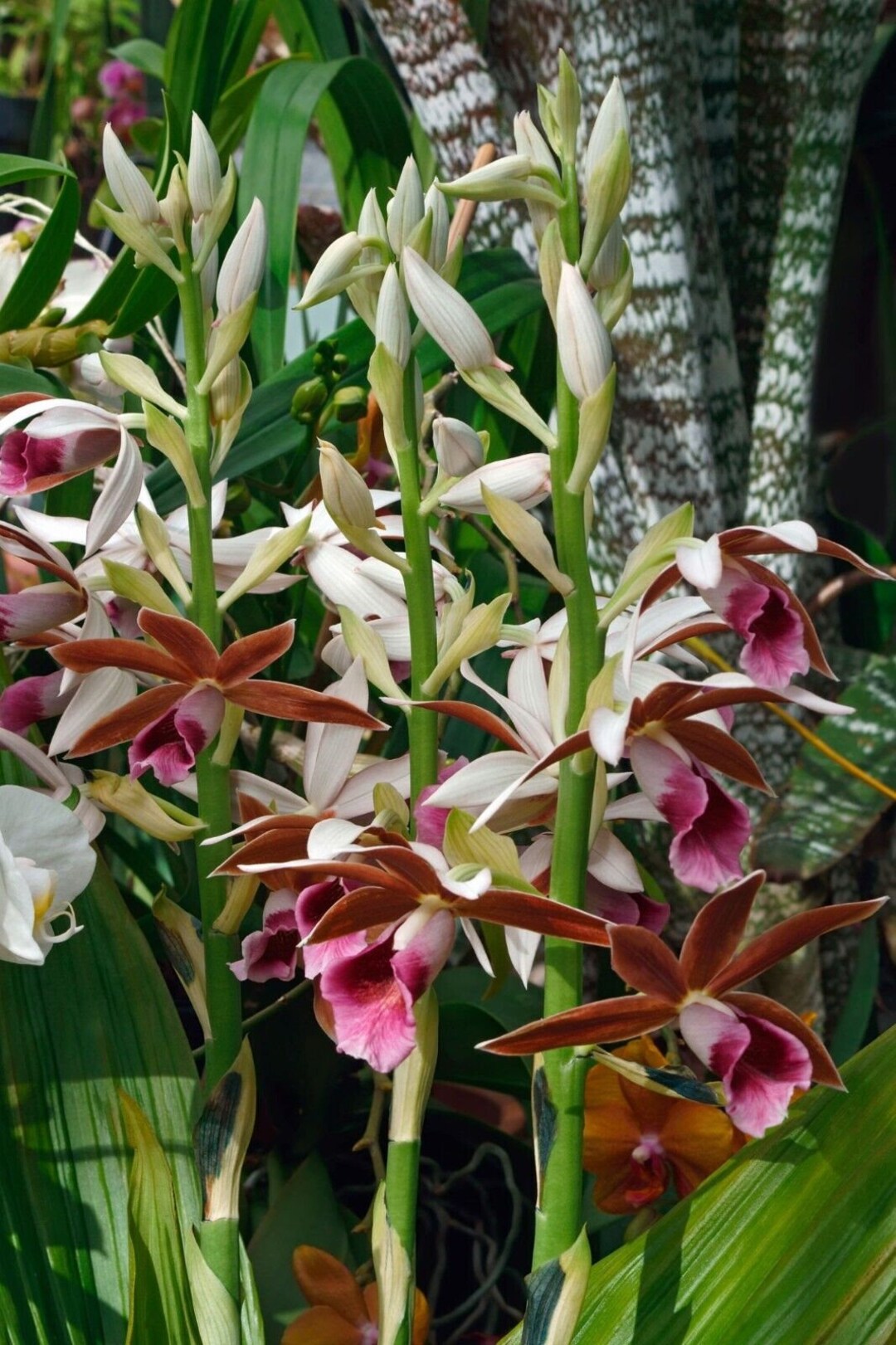 Lady Tankerville's Orchid (phaius Tankervilleae) Nun's Hood Orchid - Etsy