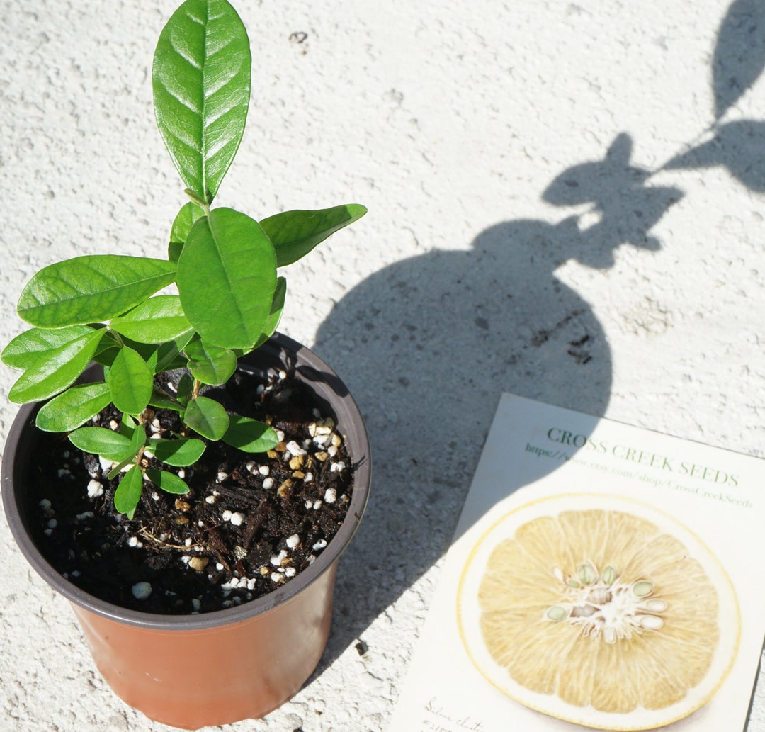 PINEAPPLE GUAVA Plant Organic Tropical Cold Hardy Edible Fruit Florida ...