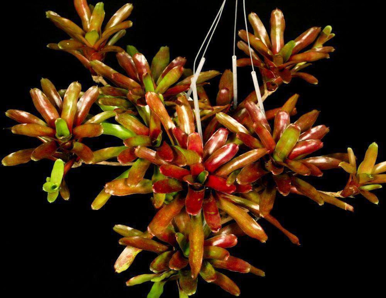 BROMELIADS Mini Neoregelia FIREBALL Fire Ball Plant Tropical Bromeliad ...