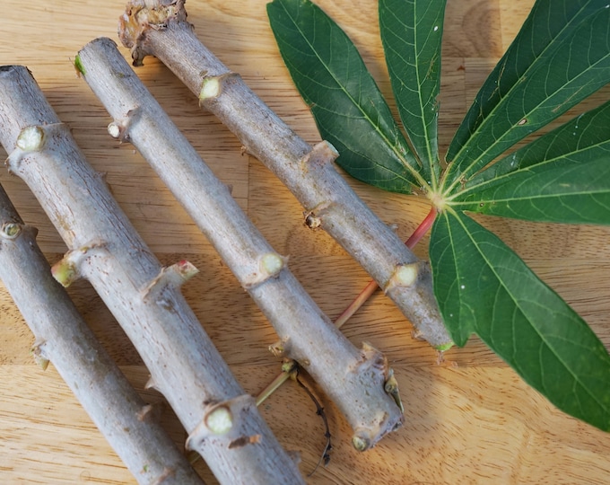 4 Cassava/yuca Cuttings (manihot Esculenta) for Planting – Tapioca Root ...