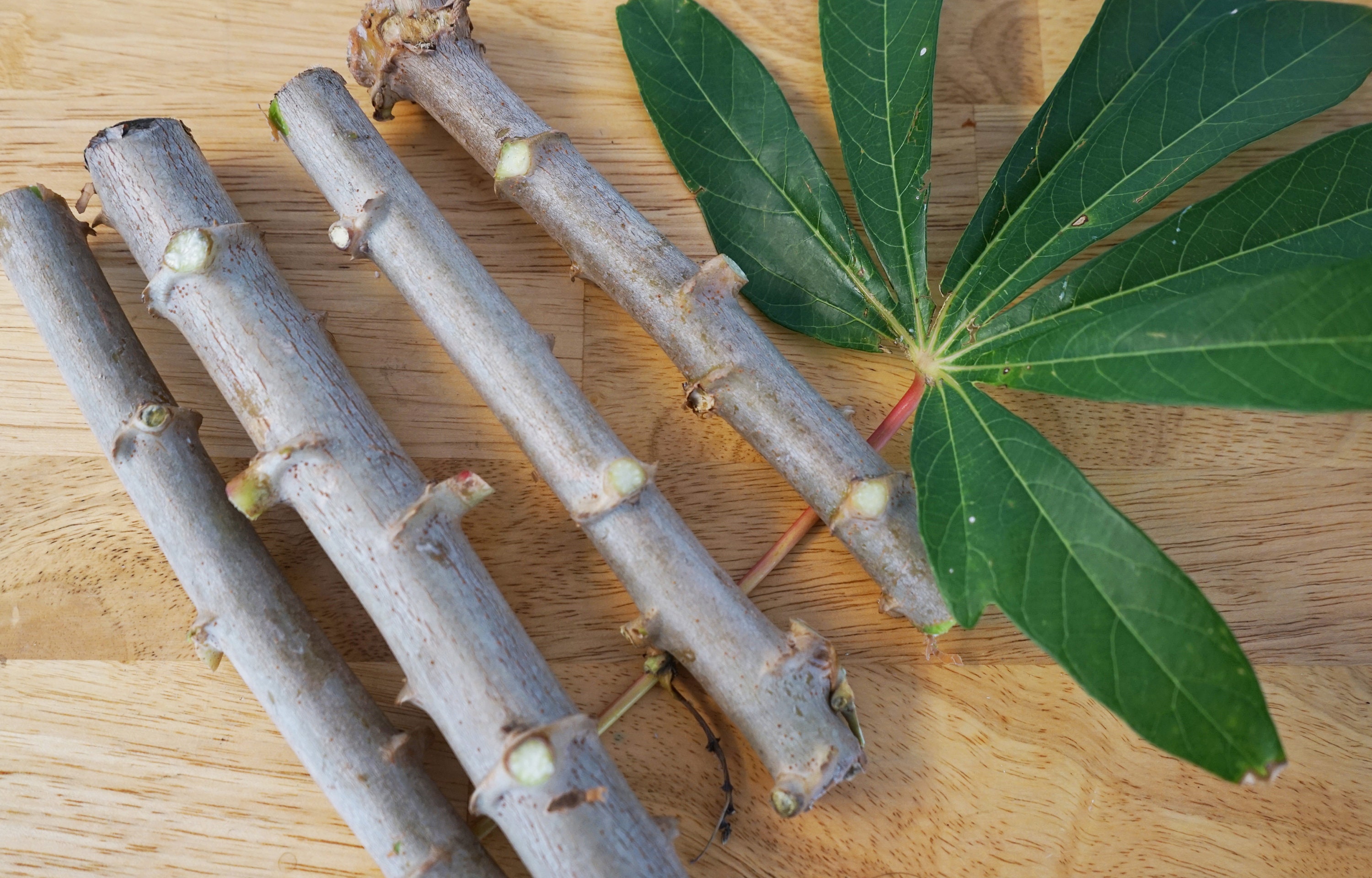 8-10'' Organic Sweet CASSAVA YUCA Manioc Fresh Plant Cutting Florida ...