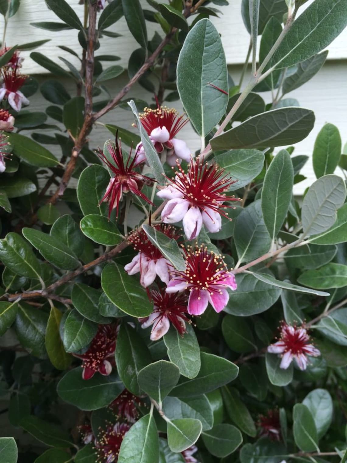 8'' PINEAPPLE GUAVA Plant Organic Tropical Cold Hardy Edible Fruit ...