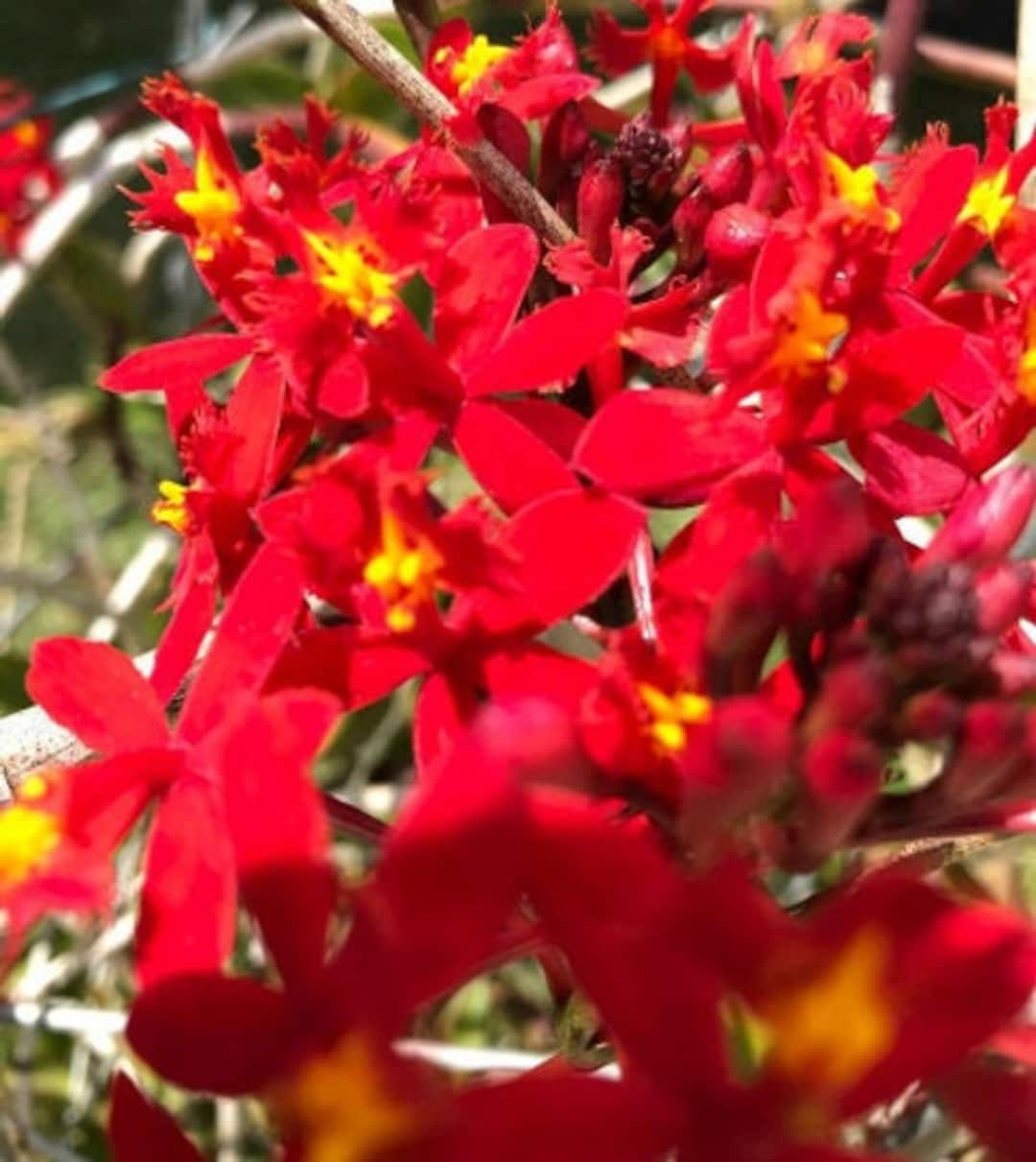 Rare Red EPIDENDRUM RADICANS Reed Stem Orchid, 'red Ballerina' Fire ...
