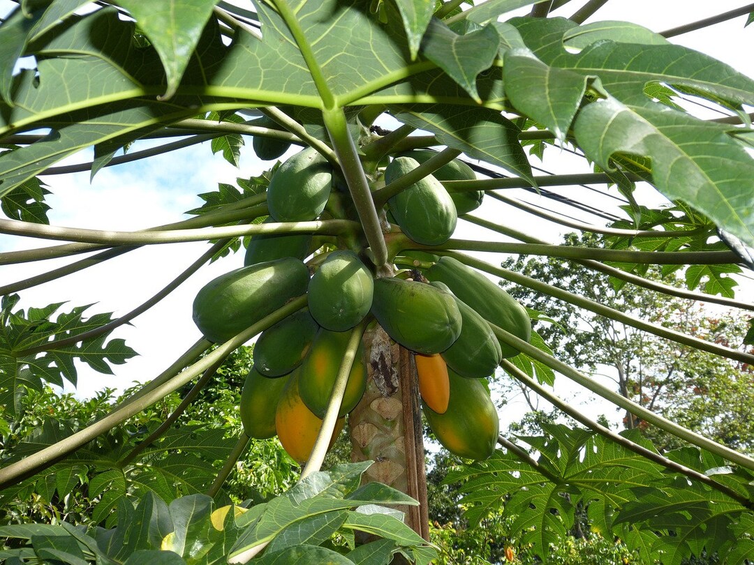Fresh Royal Star PAPAYA SEEDS Organic Tropical Fruit Tree Florida Grown ...