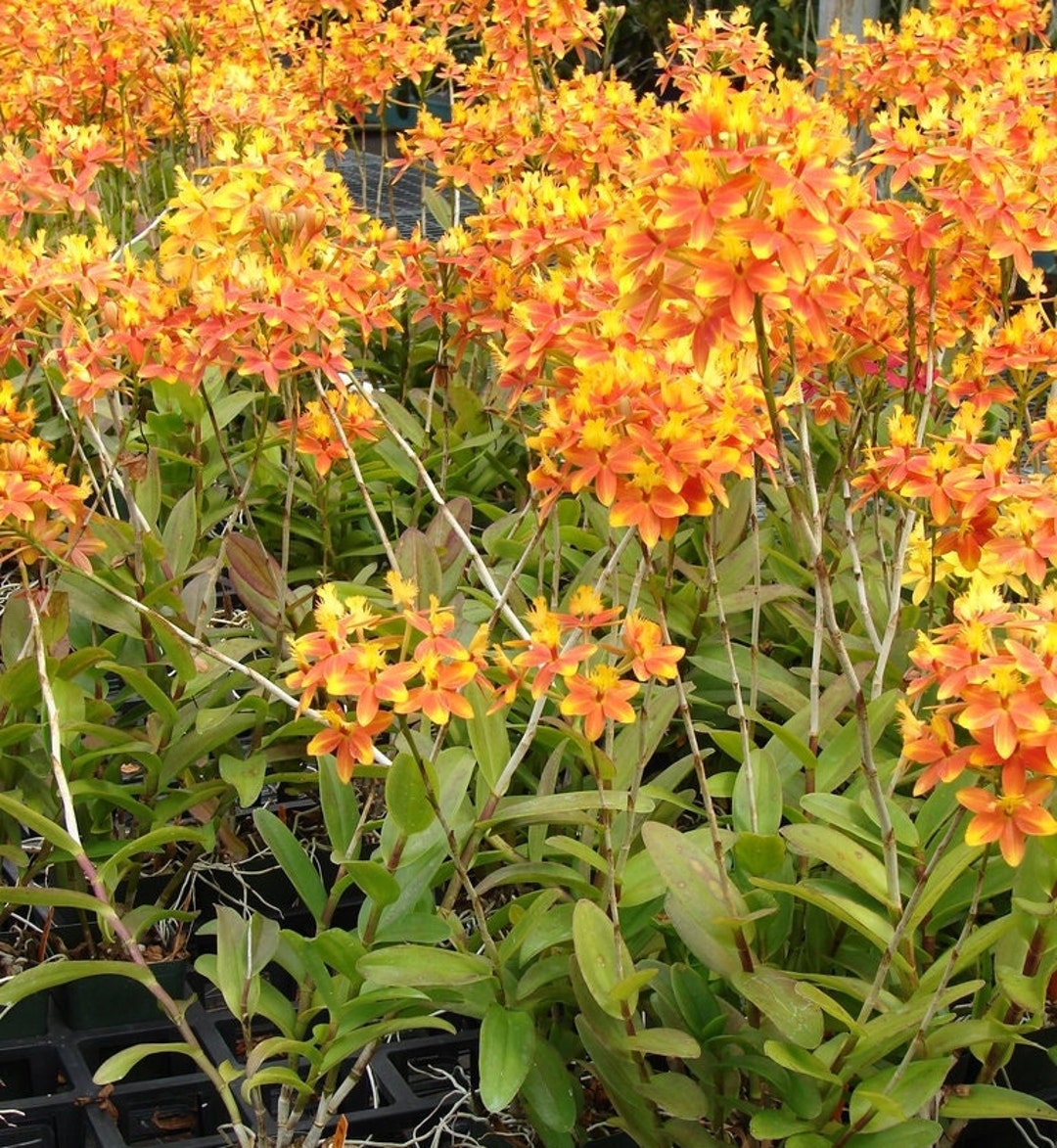 EPIDENDRUM RADICANS Orange Reed Orchid, Fire Orchid, Poor Man Orchid ...