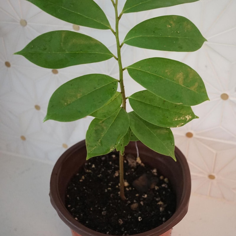 Soursop Tree and Fruit - Etsy