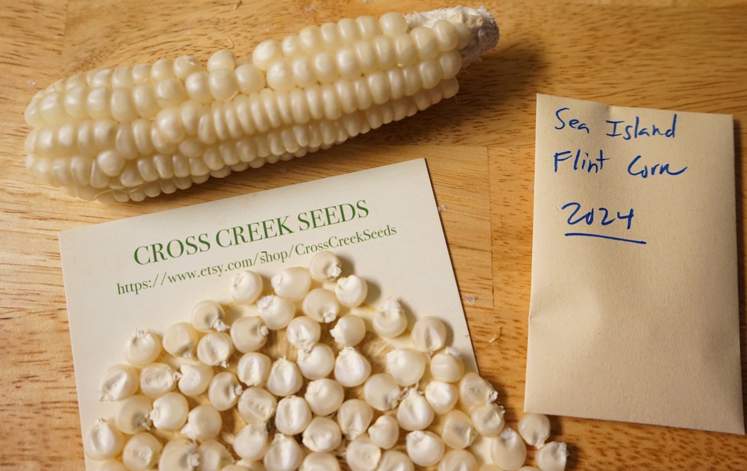 Traditional SEA ISLAND White Flint Corn Gullah-geechee Culture Heirloom ...