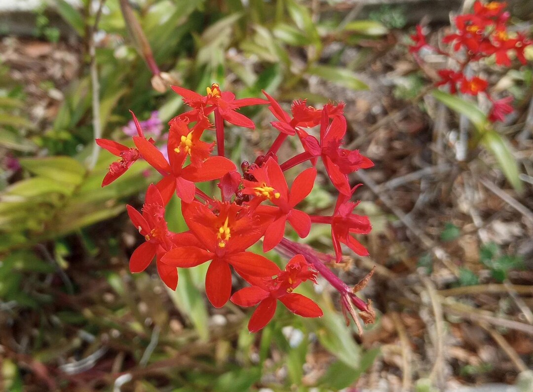 Rare Red EPIDENDRUM RADICANS Reed Stem Orchid, 'red Ballerina' Fire ...