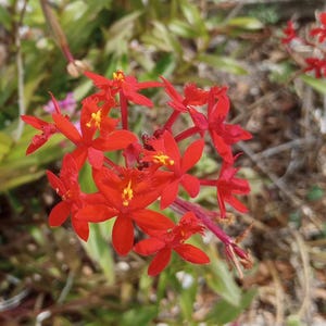Rare Red EPIDENDRUM RADICANS Reed Stem Orchid, 'red Ballerina' Fire ...
