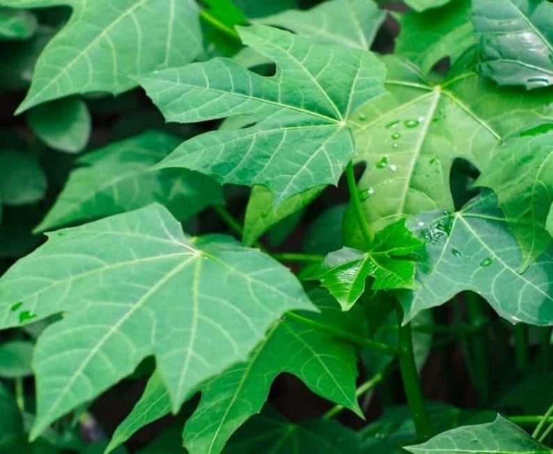 CHAYA Mayan Miracle Mexican Tree Spinach Organic Deeply Lobed Leaf ...